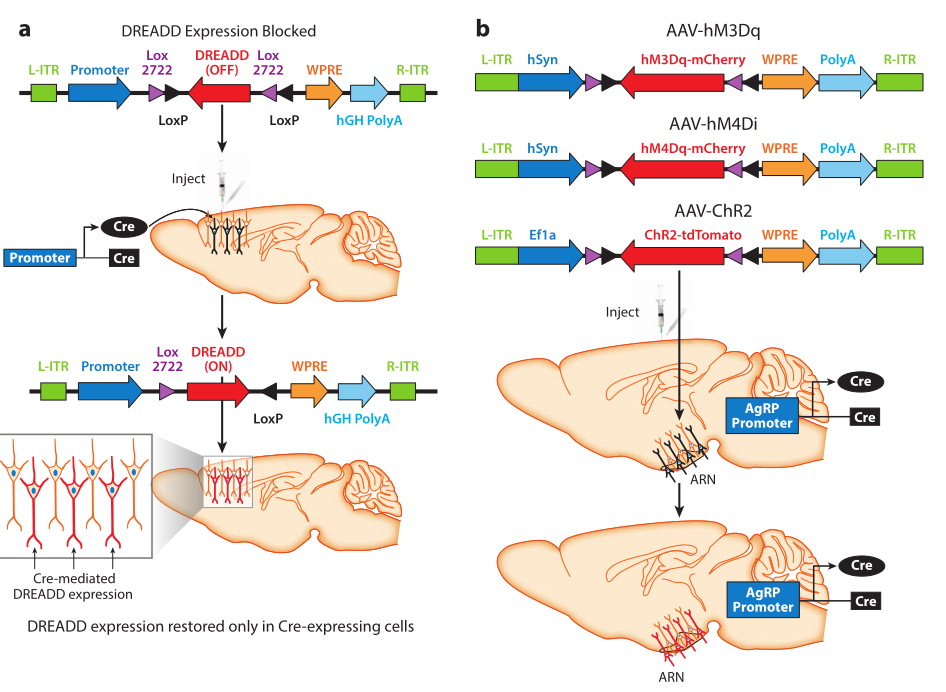 技术应用 | AAV-Cre在动物模型及神经系统的应用 - 企业动态 - 丁香通