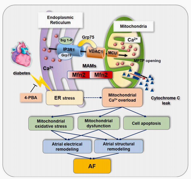 文献解读 | IP3R1-GRP75-VDAC1复合物介导糖尿病心房重构中的内质网应激-线粒体氧化应激-公司新闻-河南省斯高电生理研究院有限公司