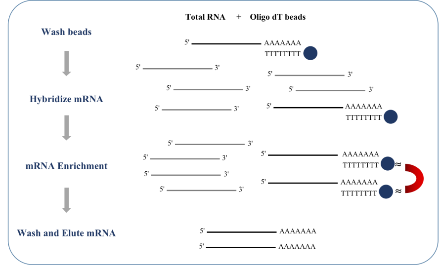 产品应用案例│东纳MagBeadsTM Oligo (dT)磁珠在mRNA捕获中的应用 - 企业动态 - 丁香通