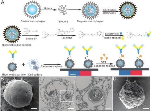 产品应用案例│RGD修饰的外泌体用于增强靶向、协同促进血管新生治疗 - 企业动态 - 丁香通