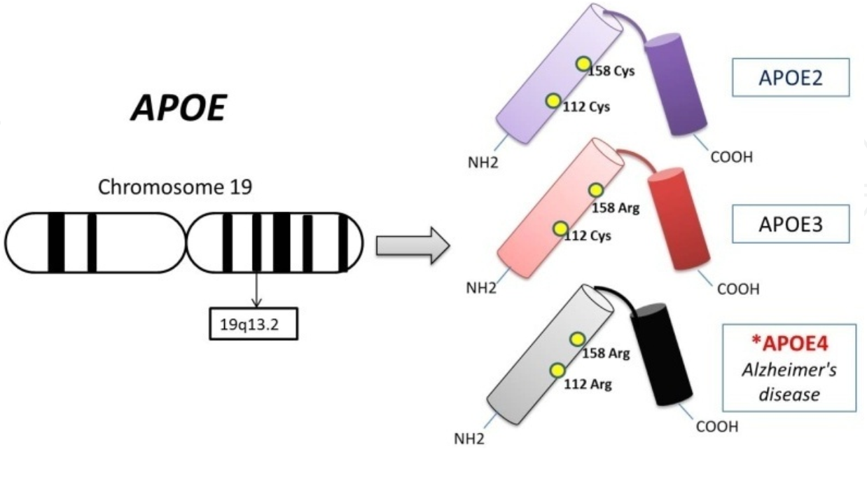 细说：APOE和阿尔茨海默病 - 企业动态 - 丁香通