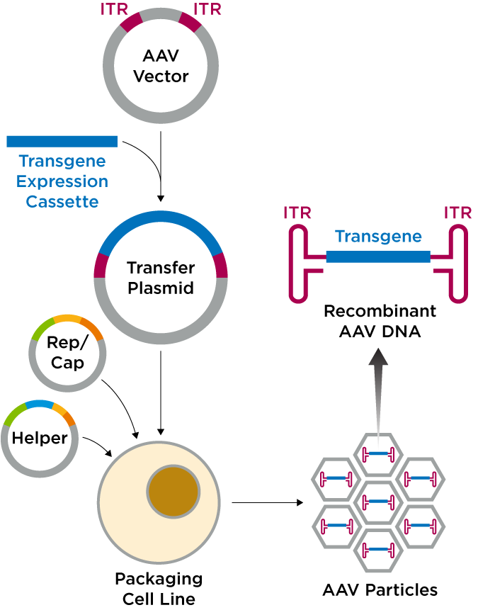 AAV 质粒质控痛点如何解决？安升达 ITR 测序来助力 - 企业动态 - 丁香通