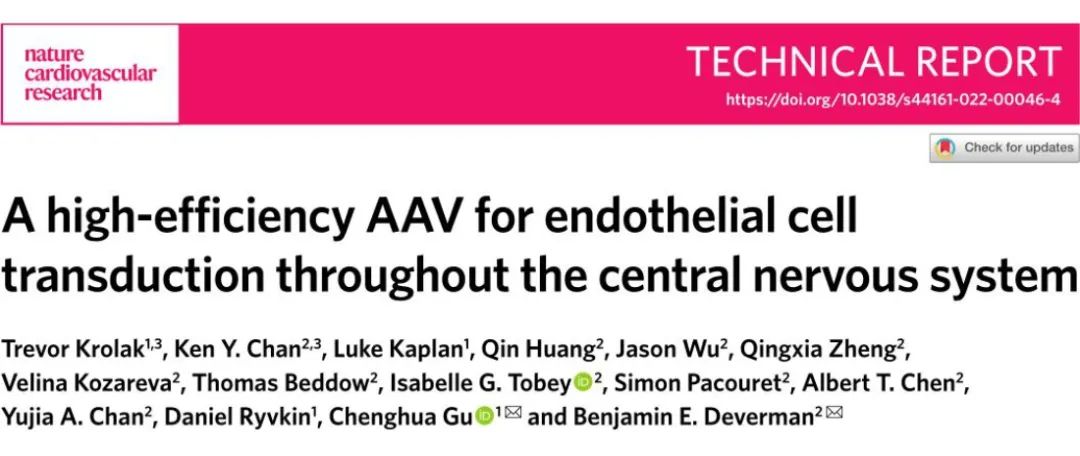 Nature心血管研究｜高效特异性感染中枢血管内皮细胞的AAV病毒载体 - 企业动态 - 丁香通
