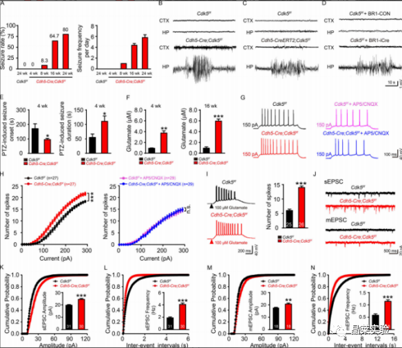 五分钟文献解读之 “内皮细胞Cdk5缺失通过CXCL1/CXCR2介导的反应性星形胶质细胞增生导致自发性癫痫的发展”_科研干货_晶莱生物