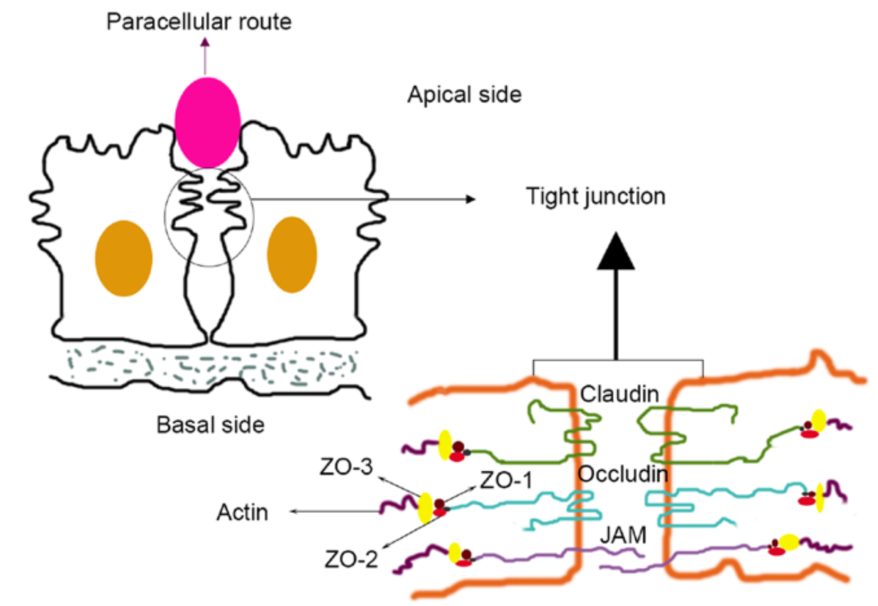 Claudin家族：利剑出鞘，共创未来 - 企业动态 - 丁香通
