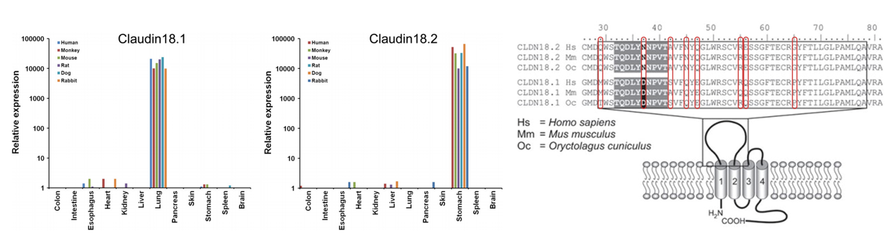 Claudin家族：利剑出鞘，共创未来 - 商家动态 - 生物在线 Lab-on-Web