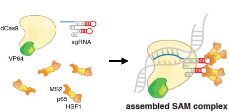 基于 CRISPR-Cas9 系统的应用（下） - 企业动态 - 丁香通