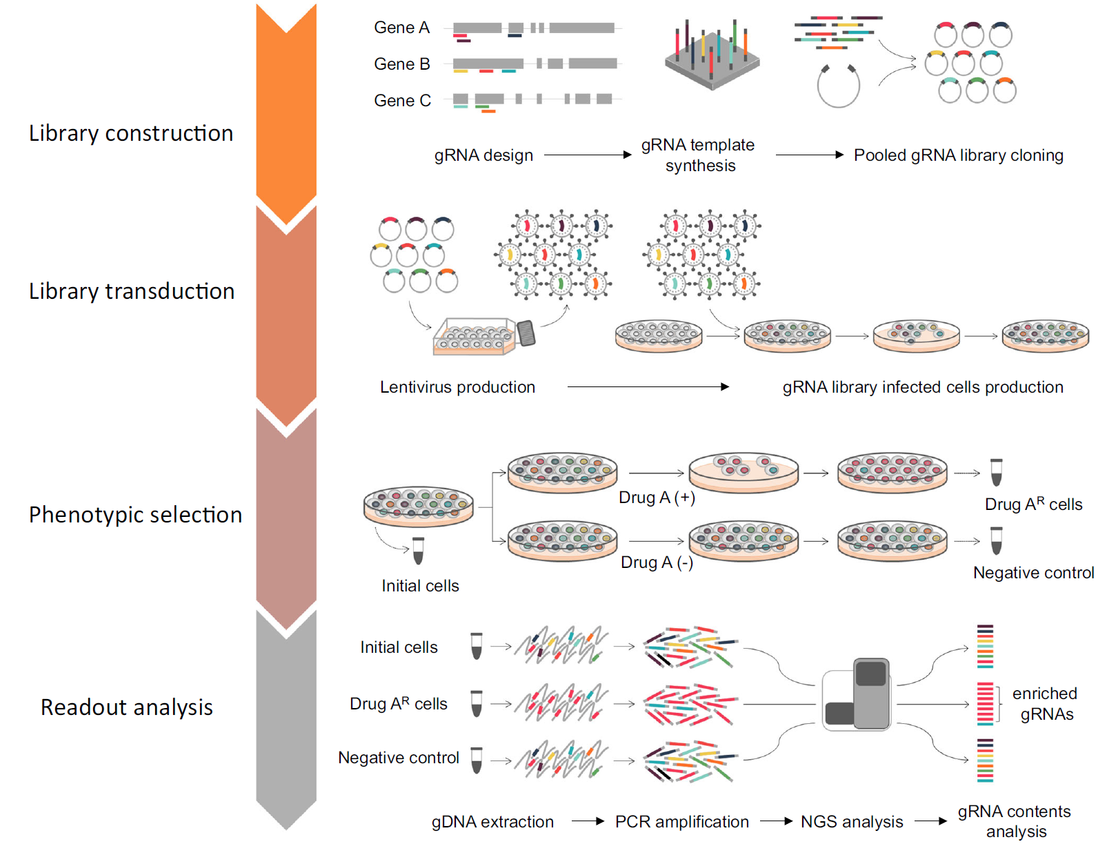 基于 CRISPR-Cas9 系统的应用（下） - 企业动态 - 丁香通