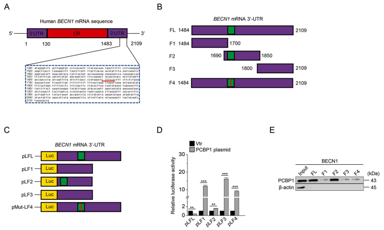 PCBP1抑制铁自噬介导的铁死亡 - 企业动态 - 丁香通