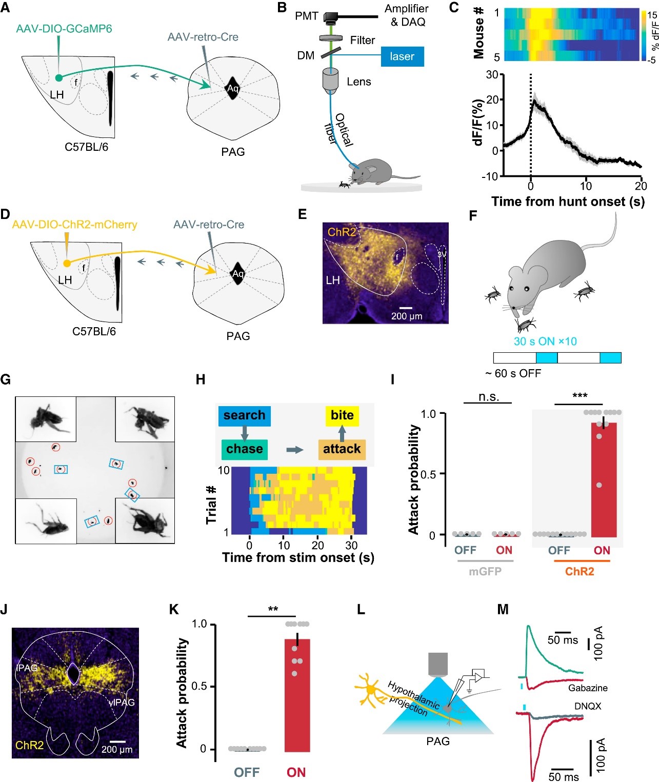 新品发布 | 化学遗传学、重组酶及药物诱导工具病毒载体上线！ - 企业动态 - 丁香通