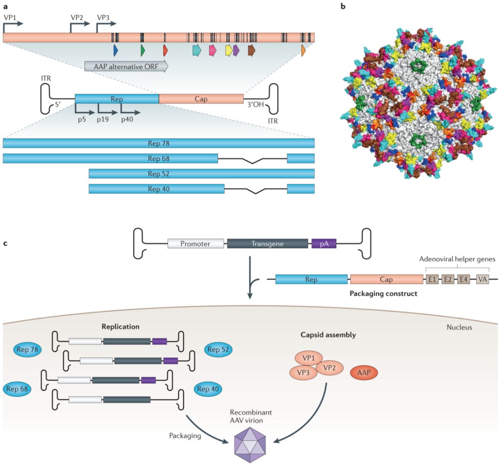 一文掌握AAV血清型文库开发的“来龙去脉” - 企业动态 - 丁香通