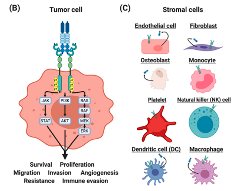肿瘤免疫逃逸与药物耐受的关键信号通路：GAS6-AXL-公司新闻-苏州近岸蛋白质科技股份有限公司