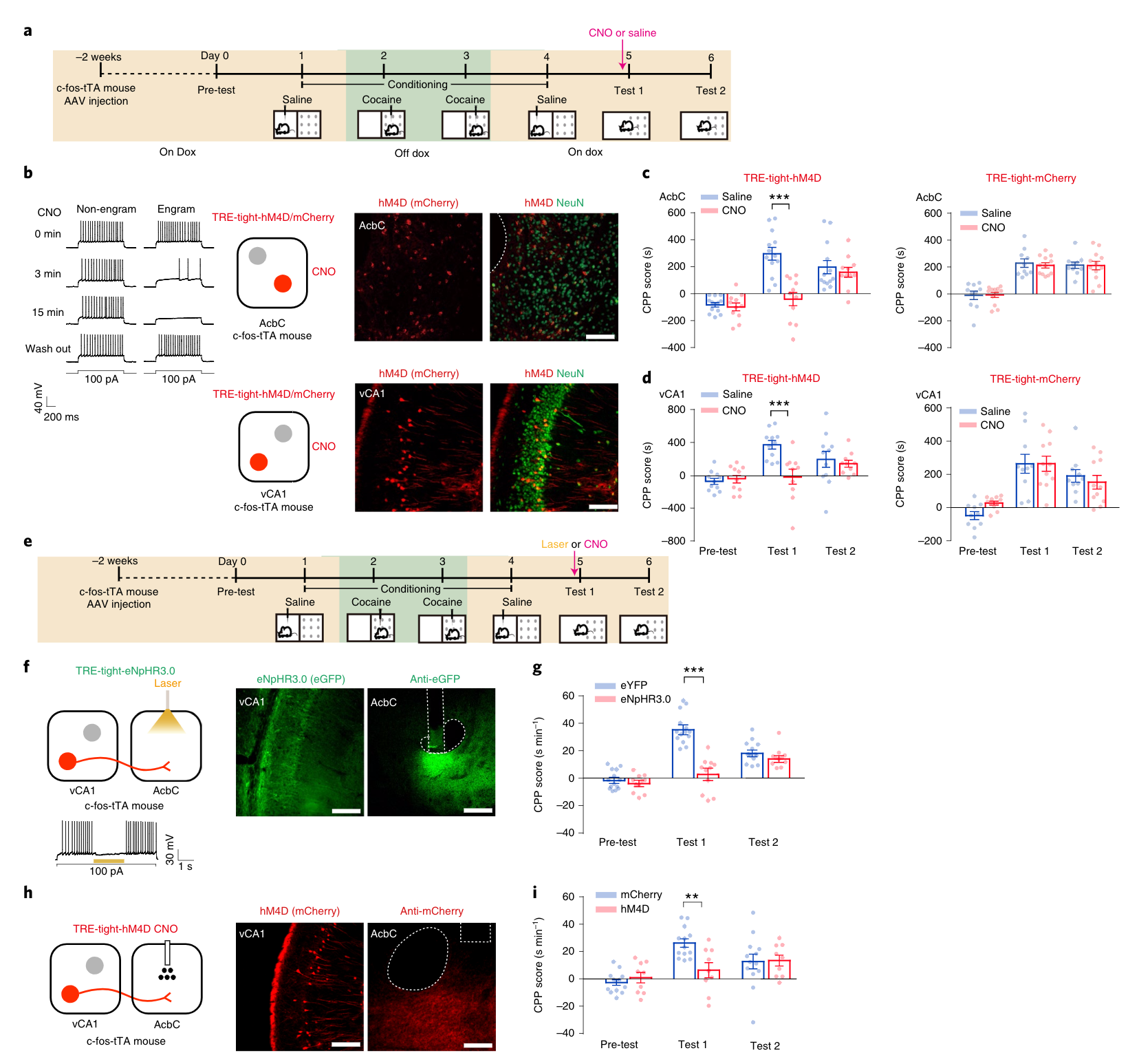 新品发布 | 化学遗传学、重组酶及药物诱导工具病毒载体上线！ - 企业动态 - 丁香通