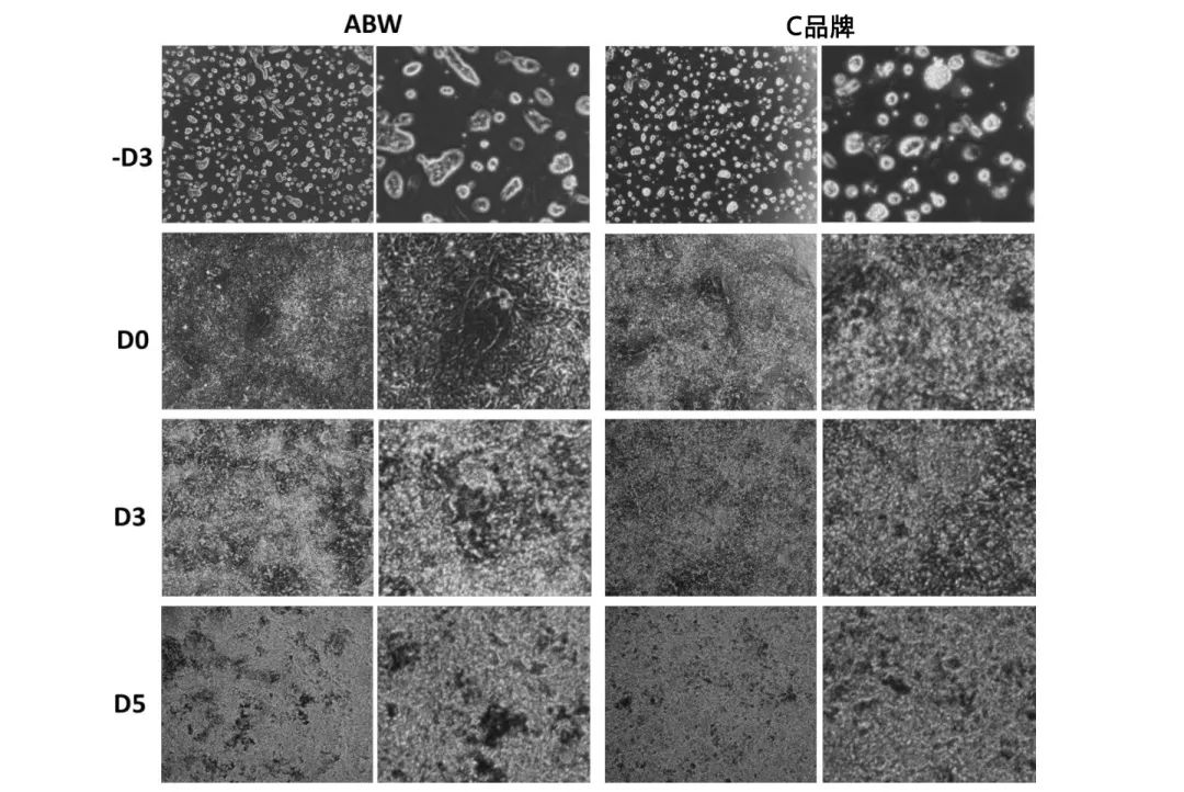 【测试报告】ABW vs C品牌基质胶 ：扩展型多能干细胞（EPSC）培养及分化 - 企业动态 - 丁香通