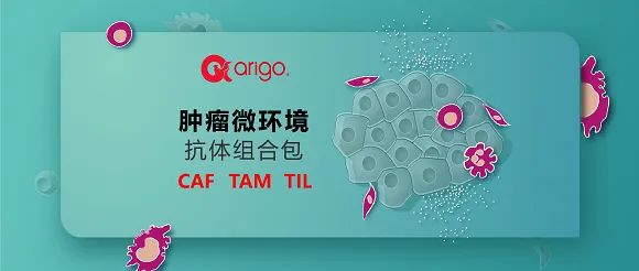 肿瘤微环境 | 揪出 CAF 与 TAM 有妙招 - 企业动态 - 丁香通