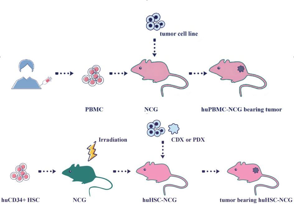 免疫系统人源化小鼠模型及药效评价：huPBMC-NCG & huHSC-NCG-公司新闻-江苏集萃药康生物科技股份有限公司