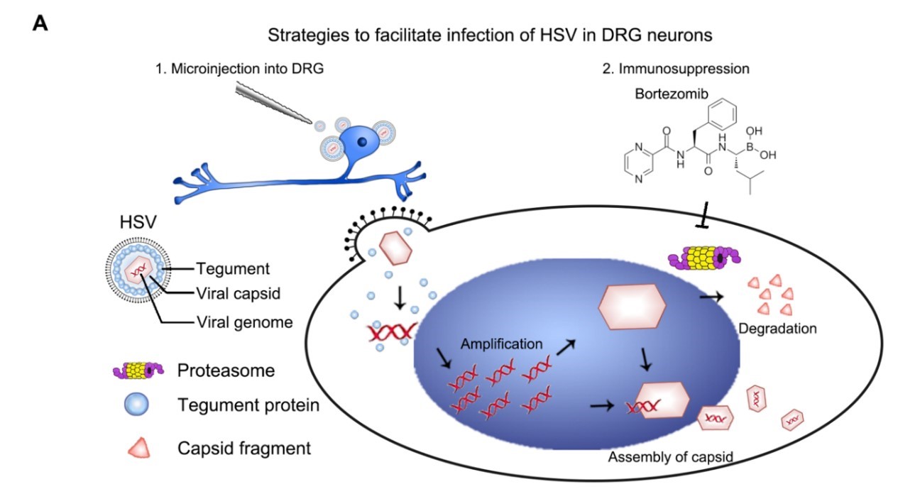 小布解读 | HSV病毒+免疫抑制剂硼替佐米，实现神经元的高效感染！ - 企业动态 - 丁香通