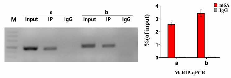 m5C MeRIP试剂盒(含m5C抗体) （m5C MeRIP Kit，12T）价格_品牌:BersinBio-丁香通官网