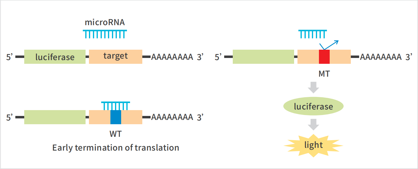 双荧光素酶报告系统
