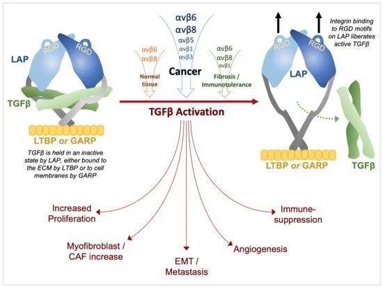 TGF-β“悖论”研究——整连蛋白介导的TGF-β激活 - 商家动态 - 生物在线 Lab-on-Web