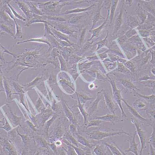SCC7小鼠头颈鳞癌细胞系丨SCC7细胞株丨逸漠(immocell)价格_品牌:IMMOCELL-丁香通