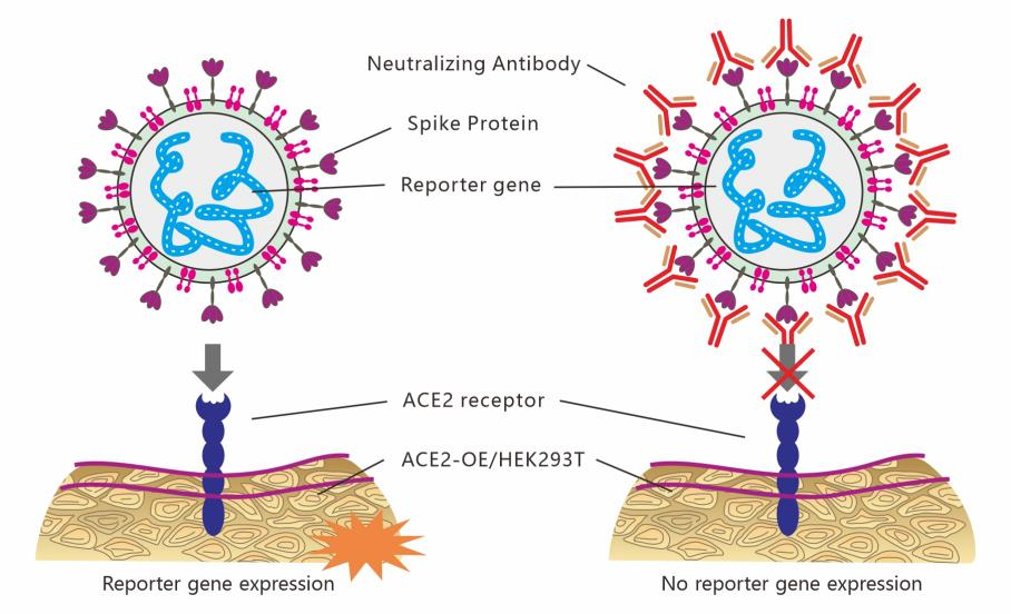 【产品速递】枢密奥密克戎（Omicron）突变假病毒助力疫苗开发 - 企业动态 - 丁香通