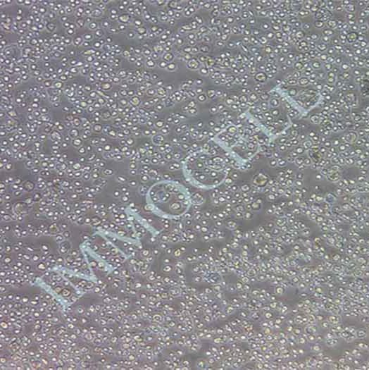 s2果蝇胚胎细胞丨s2细胞株丨逸漠(immocell)价格_品牌:IMMOCELL-丁香通