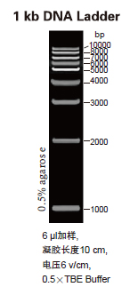 MD111-02 天根1kb DNA Ladder(MD111) 200次_北京云肽生物科技-丁香通