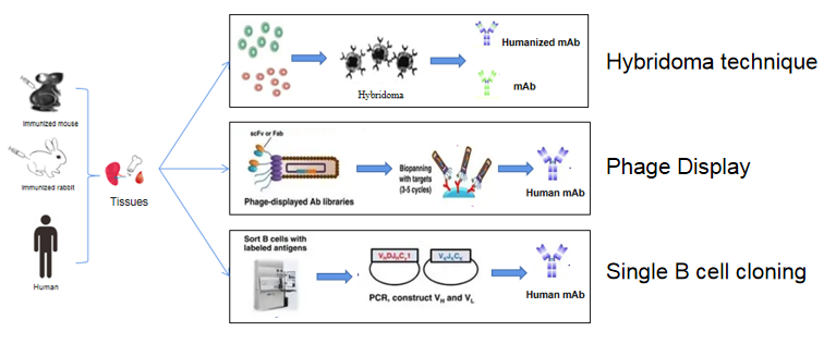 如何利用HuProt™人类蛋白质组芯片筛选高质量抗体？-公司新闻-体必康生物科技（广东）股份有限公司