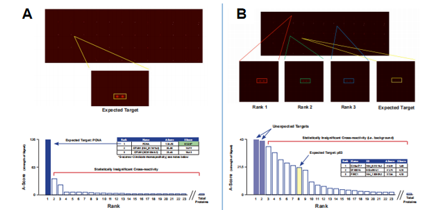如何利用HuProt™人类蛋白质组芯片筛选高质量抗体？-公司新闻-体必康生物科技（广东）股份有限公司