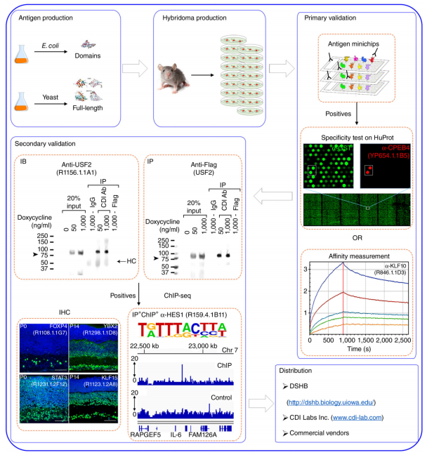如何利用HuProt™人类蛋白质组芯片筛选高质量抗体？-公司新闻-体必康生物科技（广东）股份有限公司