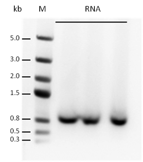 T7体外转录快速高效RNA合成：In Vitro HiScript T7 RNA Synthesis Kit价格_品牌:EnzyValley ...