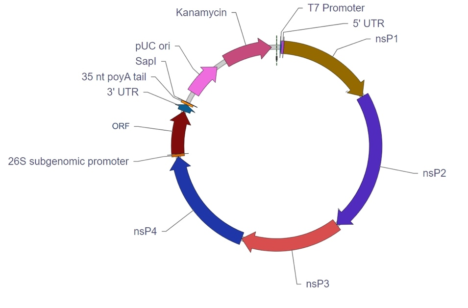 载体家小课堂 | 带您了解自扩增RNA（saRNA） - 企业动态 - 丁香通