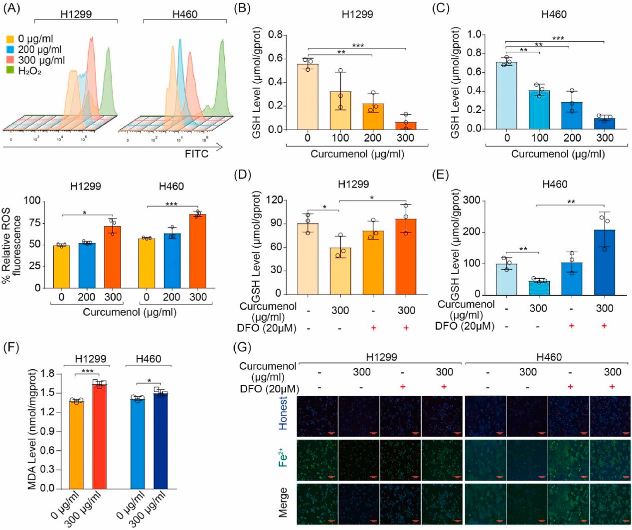 姜黄烯醇通过lncRNA H19/miR-19b-3p/FTH1轴触发肺癌细胞铁死亡 - 企业动态 - 丁香通