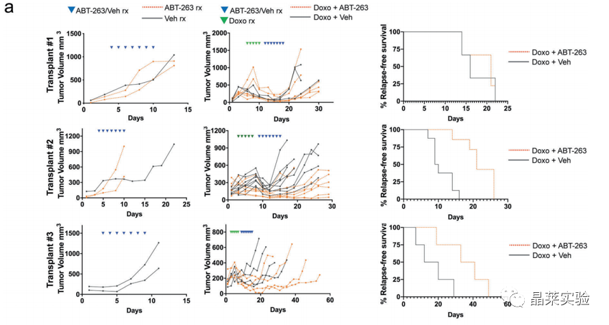 国自然热点细胞衰老研究之 “BH3类似物特异性清除化疗诱导的衰老细胞并提高对TP53野生型乳腺癌的敏感性” - 企业动态 - 丁香通