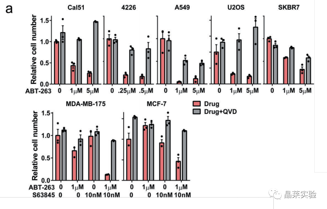 国自然热点细胞衰老研究之 “BH3类似物特异性清除化疗诱导的衰老细胞并提高对TP53野生型乳腺癌的敏感性”_科研干货_北京晶莱华科生物技术有限公司