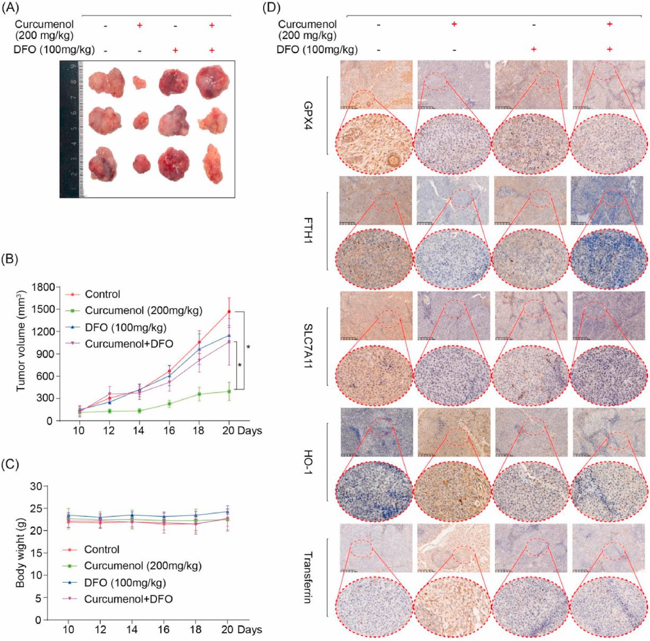 姜黄烯醇通过lncRNA H19/miR-19b-3p/FTH1轴触发肺癌细胞铁死亡 - 企业动态 - 丁香通