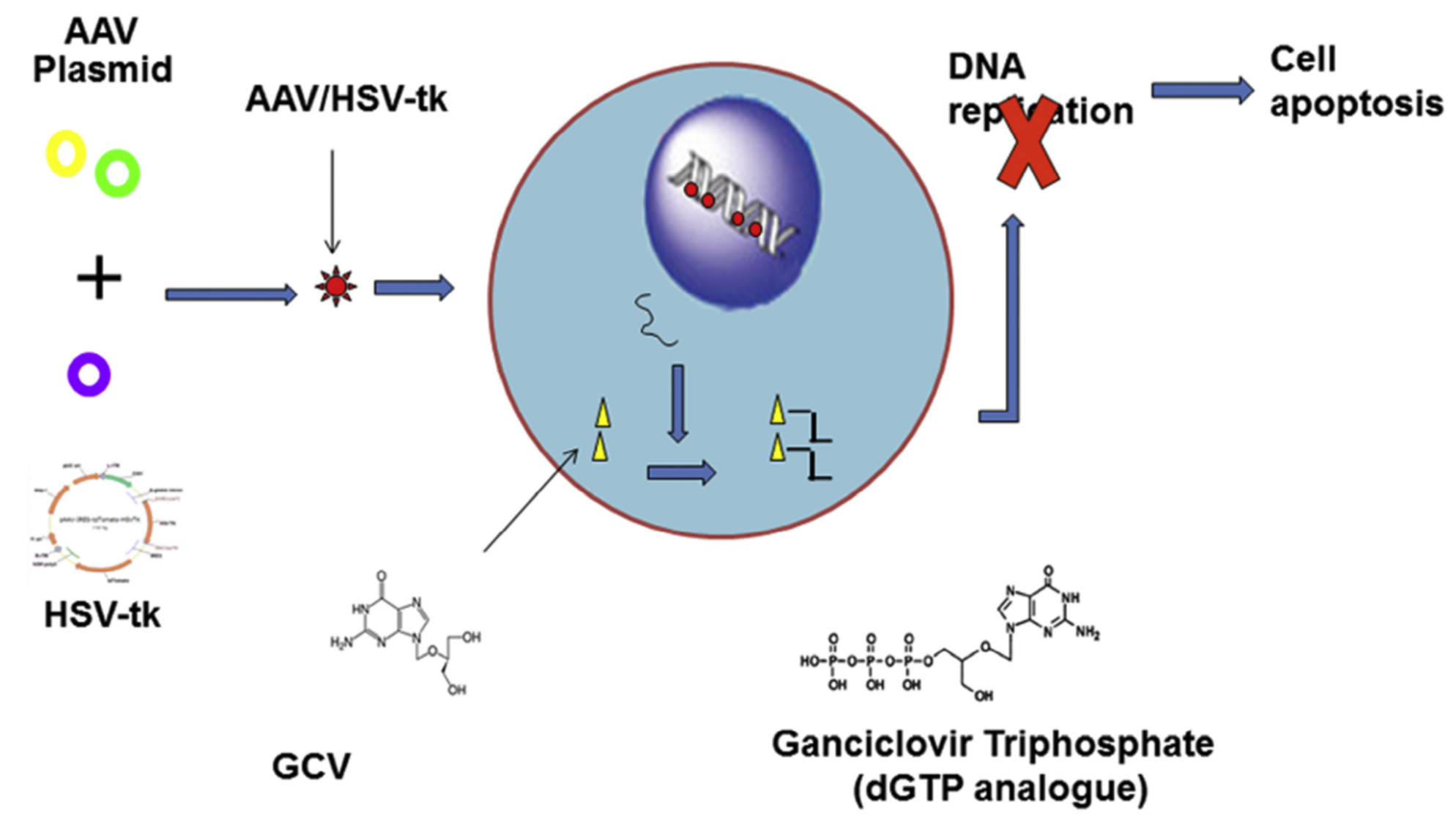 AAV在治疗肿瘤疾病方面的应用-公司新闻-武汉枢密脑科学技术有限公司