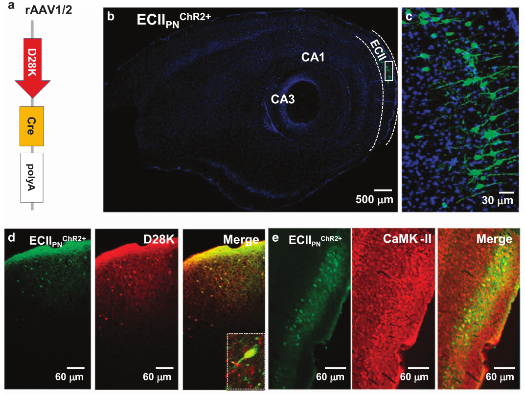 《文献解读》内嗅皮层到CA1的突触功能损伤导致AD小鼠认知障碍新机制-公司新闻-武汉枢密脑科学技术有限公司