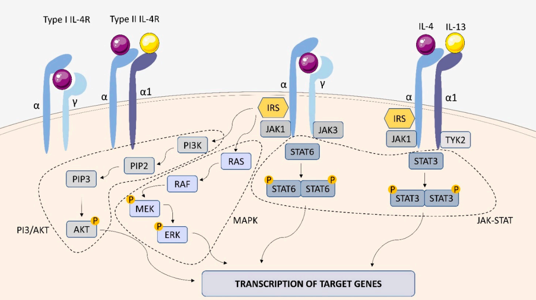 IL-4破茧成蝶，打响百亿美金蓝海争夺战 - 商家动态 - 资讯 - 生物在线