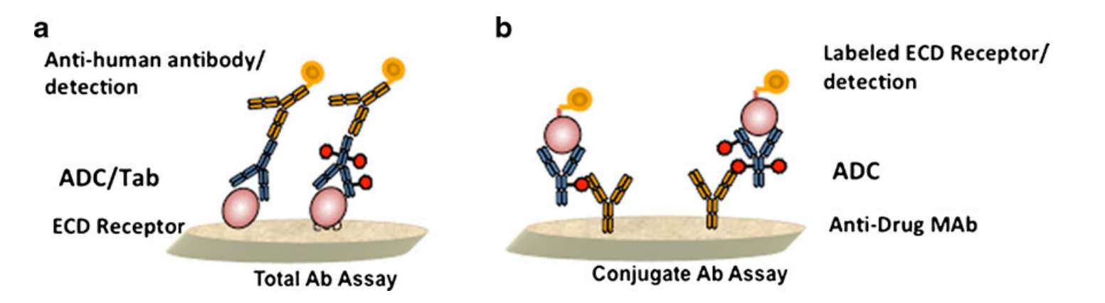 【现货发售】ADC PK研究再添核心工具：抗DXD抗体-公司新闻-北京百普赛斯生物科技股份有限公司