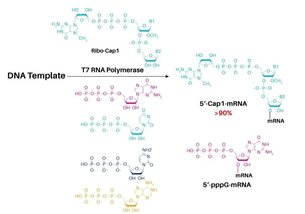 一步法共转录加帽，锐博T7 mRNA转录试剂盒，一个可以DIY mRNA的神器！-公司新闻-广州市锐博生物科技有限公司