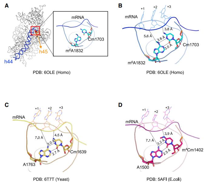 Polysome技术应用：Cell Reports（IF=9.995）核糖体18S m6A甲基转移METTL5促进翻译启动和乳腺癌细胞生长 - 企业动态 - 丁香通