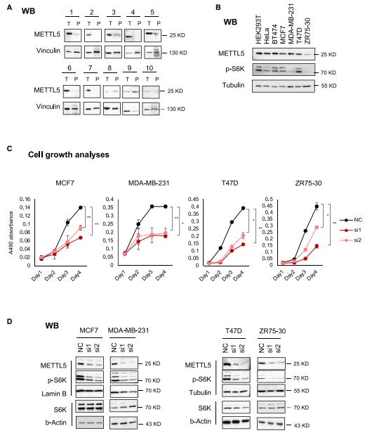 Polysome技术应用：Cell Reports（IF=9.995）核糖体18S m6A甲基转移METTL5促进翻译启动和乳腺癌细胞生长_公司新闻_丁香通