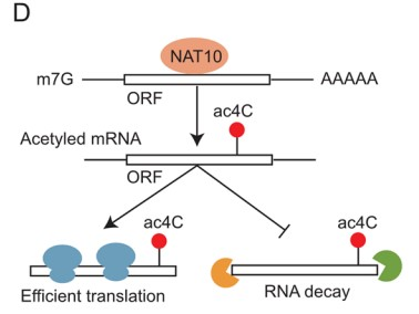 LINC00623/NAT10信号轴通过重塑mRNA的ac4C修饰水平来促进胰腺癌发展-公司新闻-武汉康测科技有限公司