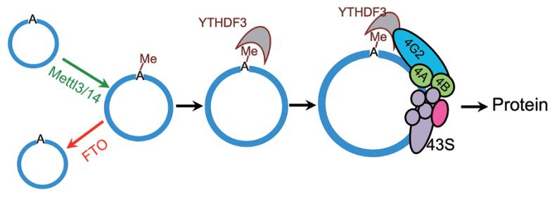 IF=46.297 Polysome profiling技术助力揭示circRNA编码蛋白的重要机制-公司新闻-广州卿泽生物科技有限公司