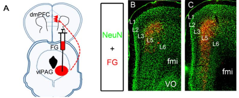 【客户文章】空军军医大学李云庆教授、董玉琳副教授团队在dmPFC-vlPAG投射神经元参与疼痛维持阈值和抗焦虑行为研究取得新进展_公司新闻_丁香通