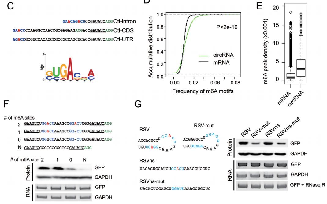 IF=46.297 Polysome profiling技术助力揭示circRNA编码蛋白的重要机制 - 企业动态 - 丁香通
