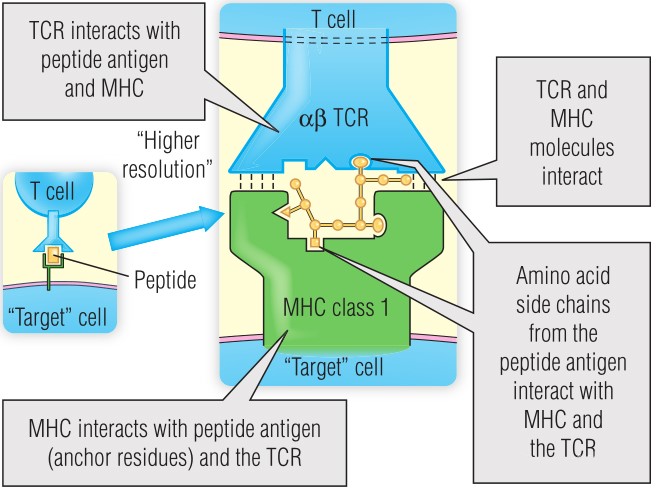 MHC多肽复合物定制服务来袭！ - 商家动态 - 生物在线 Lab-on-Web