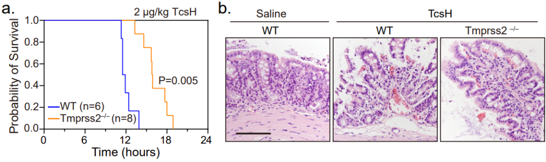 集萃成章 | 陶亮课题组发现TMPRSS2不仅限“助攻”病毒感染还能介导索氏梭菌出血毒素的宿主入侵-公司新闻-江苏集萃药康生物科技股份有限公司